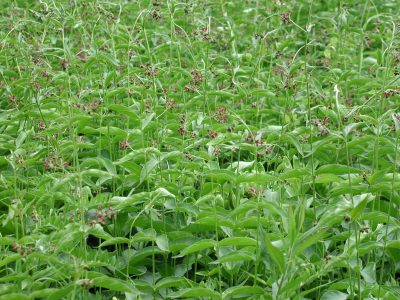 Dog-strangling vine – Profile and Resources | Invasive Species Centre
