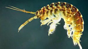 Killer Shrimp – Profile and Resources | Invasive Species Centre