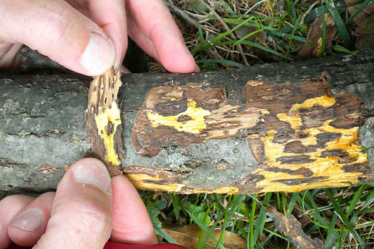 Thousand Canker Disease – Invasive Species Centre