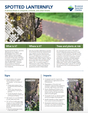 Spotted Lanternfly – Profile and Resources | Invasive Species Centre