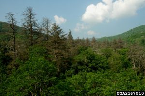 Hemlock Woolly Adelgid – Invasive Species Centre