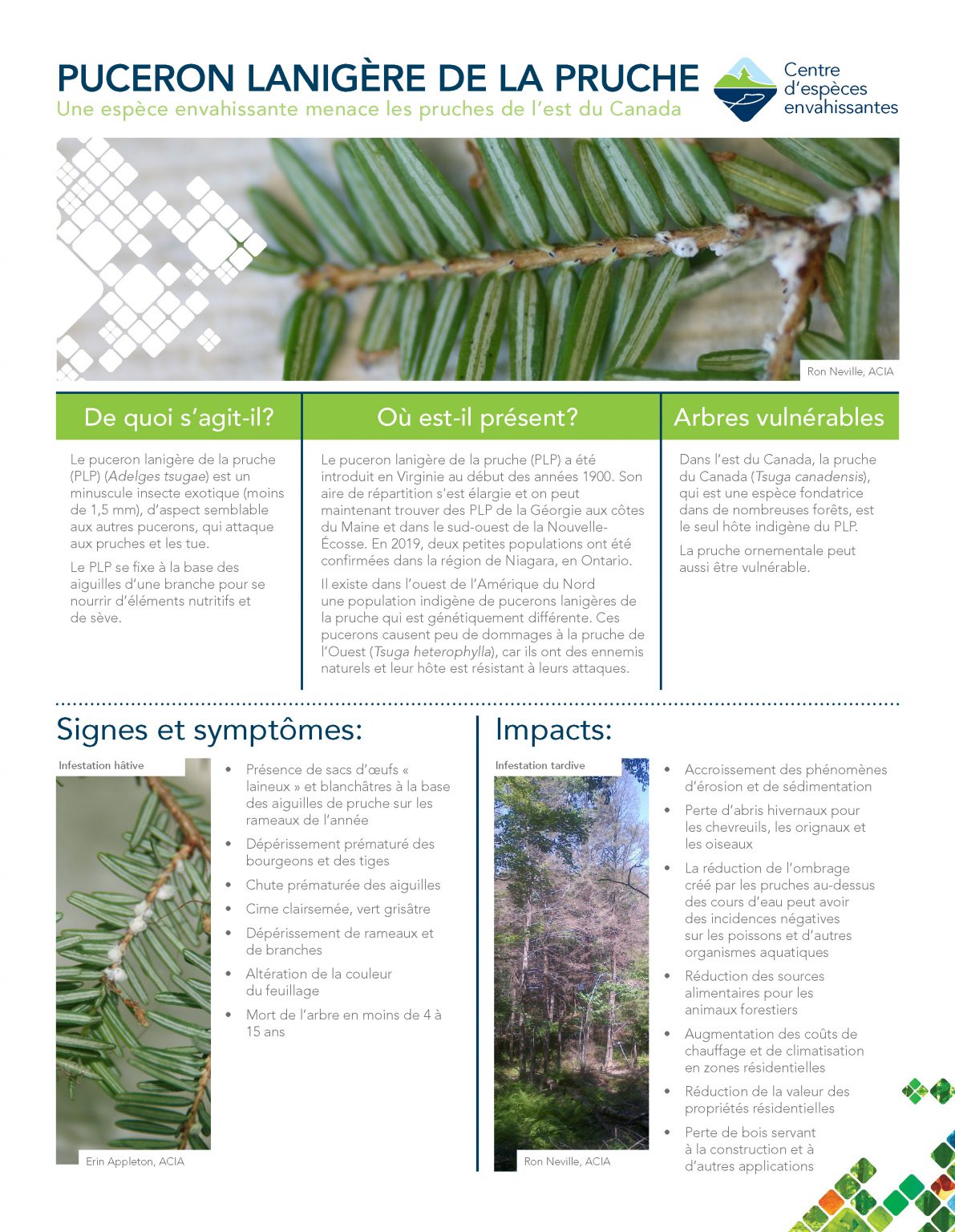 Hemlock Woolly Adelgid – Invasive Species Centre