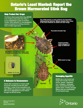 Brown Marmorated Stink Bug – Invasive Species Centre