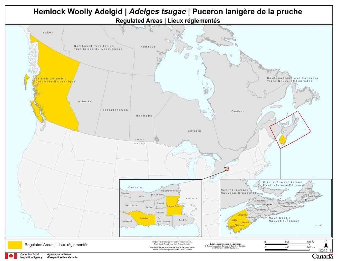 Hemlock Woolly Adelgid – Invasive Species Centre