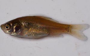 Prussian Carp – Invasive Species Centre