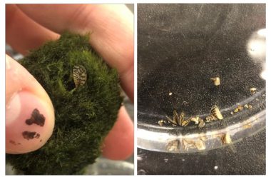 Zebra/Quagga mussels found in moss ball products across Canada: Learn ...