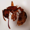 European Fire Ant – Invasive Species Centre
