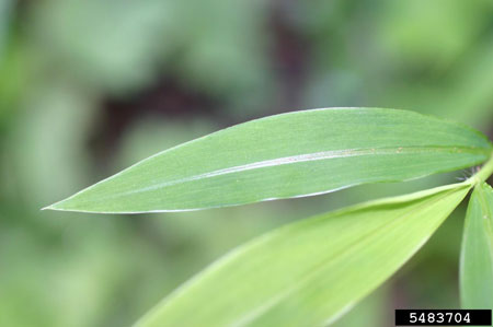 Japanese Stiltgrass – Invasive Species Centre