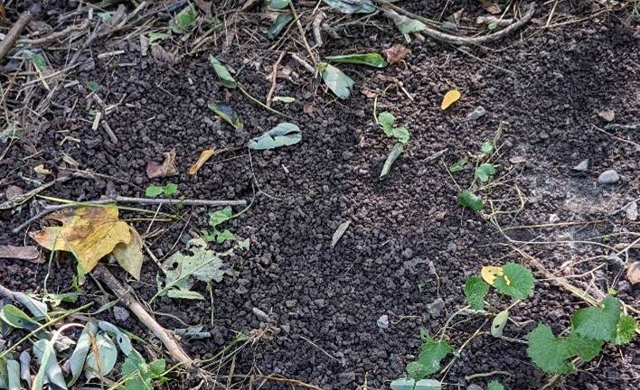 Jumping Worms – Invasive Species Centre