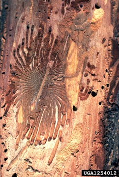 Dutch Elm Disease – Invasive Species Centre