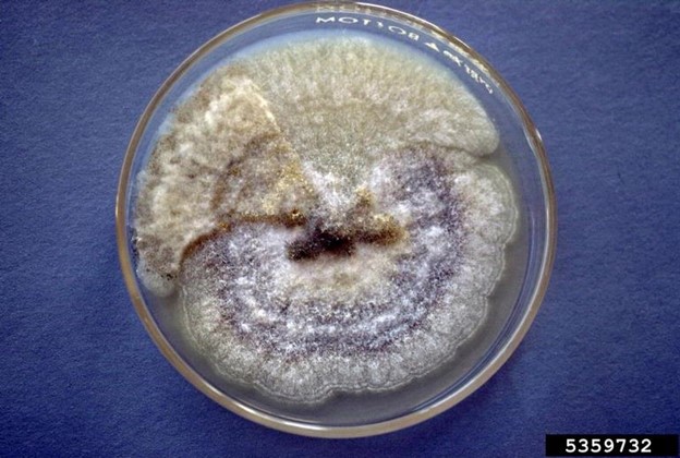 Dutch Elm Disease – Invasive Species Centre
