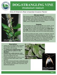 Dog-strangling vine – Profile and Resources | Invasive Species Centre
