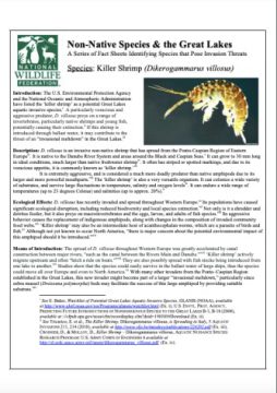 Killer Shrimp – Profile and Resources | Invasive Species Centre
