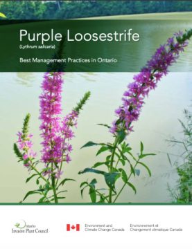 Purple Loosestrife – Profile and Resources | Purple Loosestrife