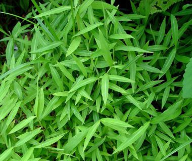 Japanese Stiltgrass – Invasive Species Centre