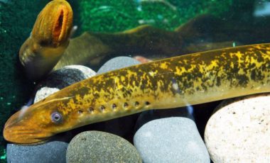 Sea Lamprey – Profile and Resources | Invasive Species Centre