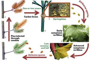White Pine Blister Rust – Invasive Species Centre