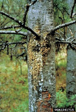 White Pine Blister Rust – Invasive Species Centre