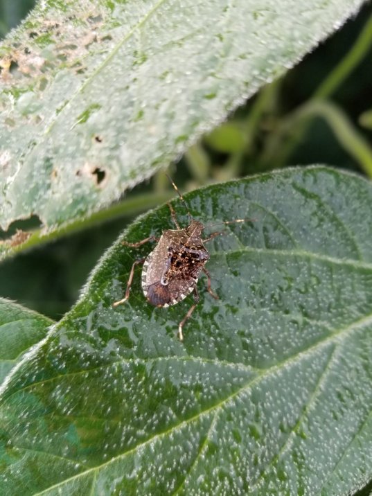 Brown Marmorated Stink Bug – Invasive Species Centre