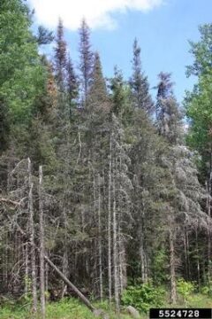 Multi-Isotope Geolocation: A New Tool to Monitor Invasive Insects ...