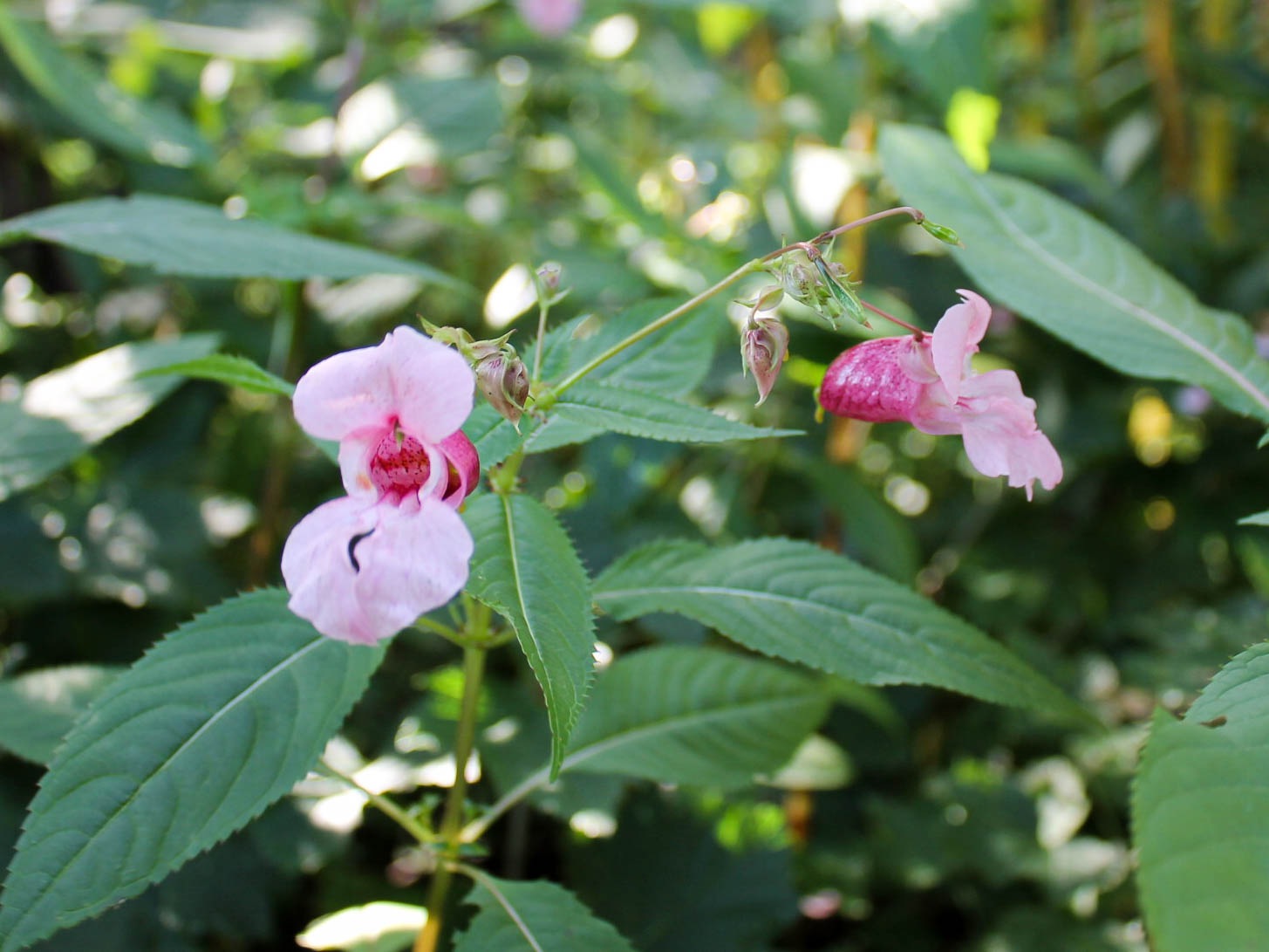 Sault Ste Marie Himalayan Balsam Community Project – Invasive Species ...