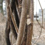 Kudzu – Invasive Species Centre