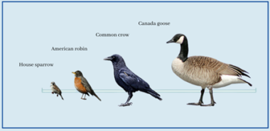 House Sparrow – Invasive Species Centre