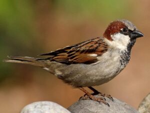 House Sparrow – Invasive Species Centre