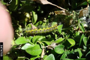 Box Tree Moth – Invasive Species Centre