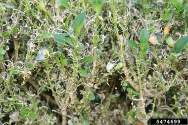 Box Tree Moth – Invasive Species Centre