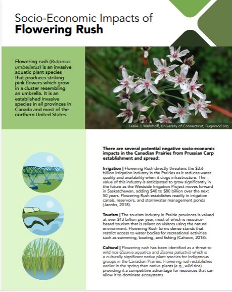 Flowering Rush – Invasive Species Centre