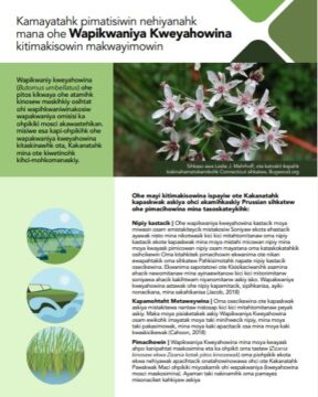 Flowering Rush – Invasive Species Centre