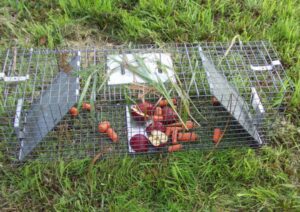Nutria Invasive Species Centre