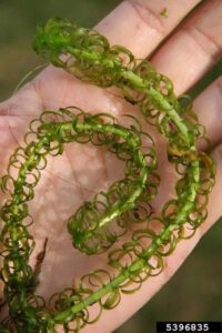 Oxygen Weed – Invasive Species Centre
