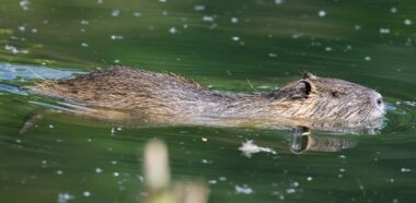 Nutria – Invasive Species Centre