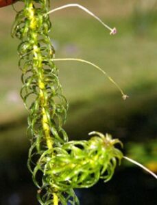 Oxygen Weed – Invasive Species Centre