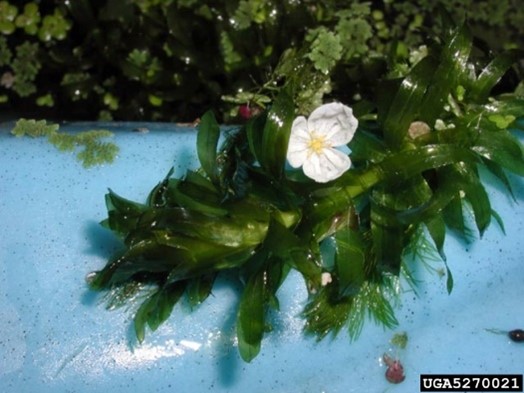 Oxygen Weed – Invasive Species Centre