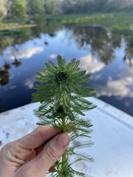 Parrot’s Feather – Invasive Species Centre