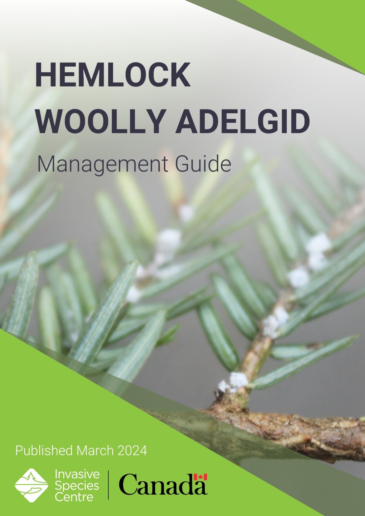 Hemlock Woolly Adelgid – Invasive Species Centre
