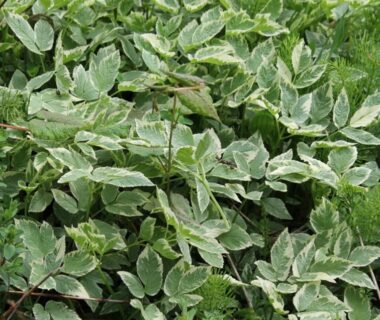 Goutweed – Invasive Species Centre