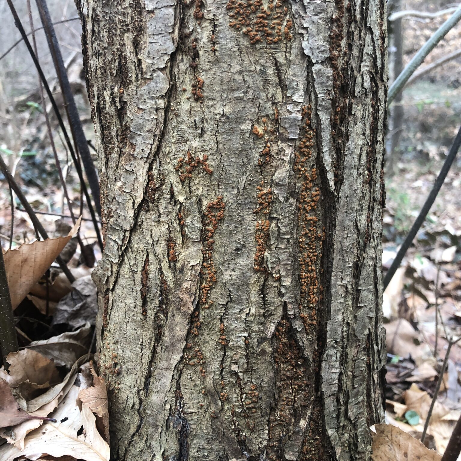 Chestnut Blight – Invasive Species Centre