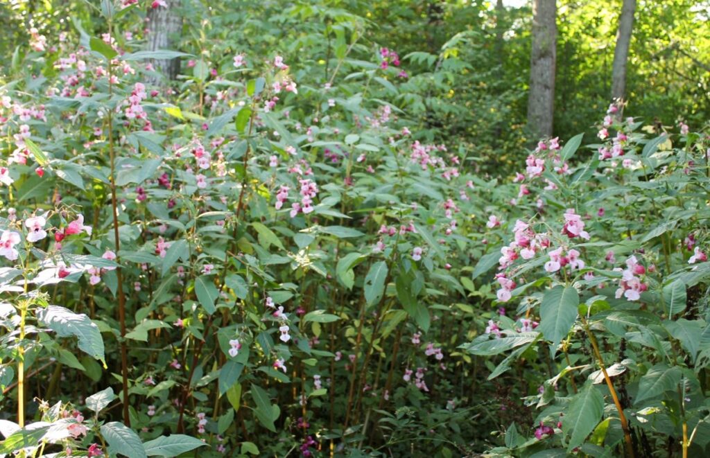 What Happens When You Report? – Invasive Species Centre