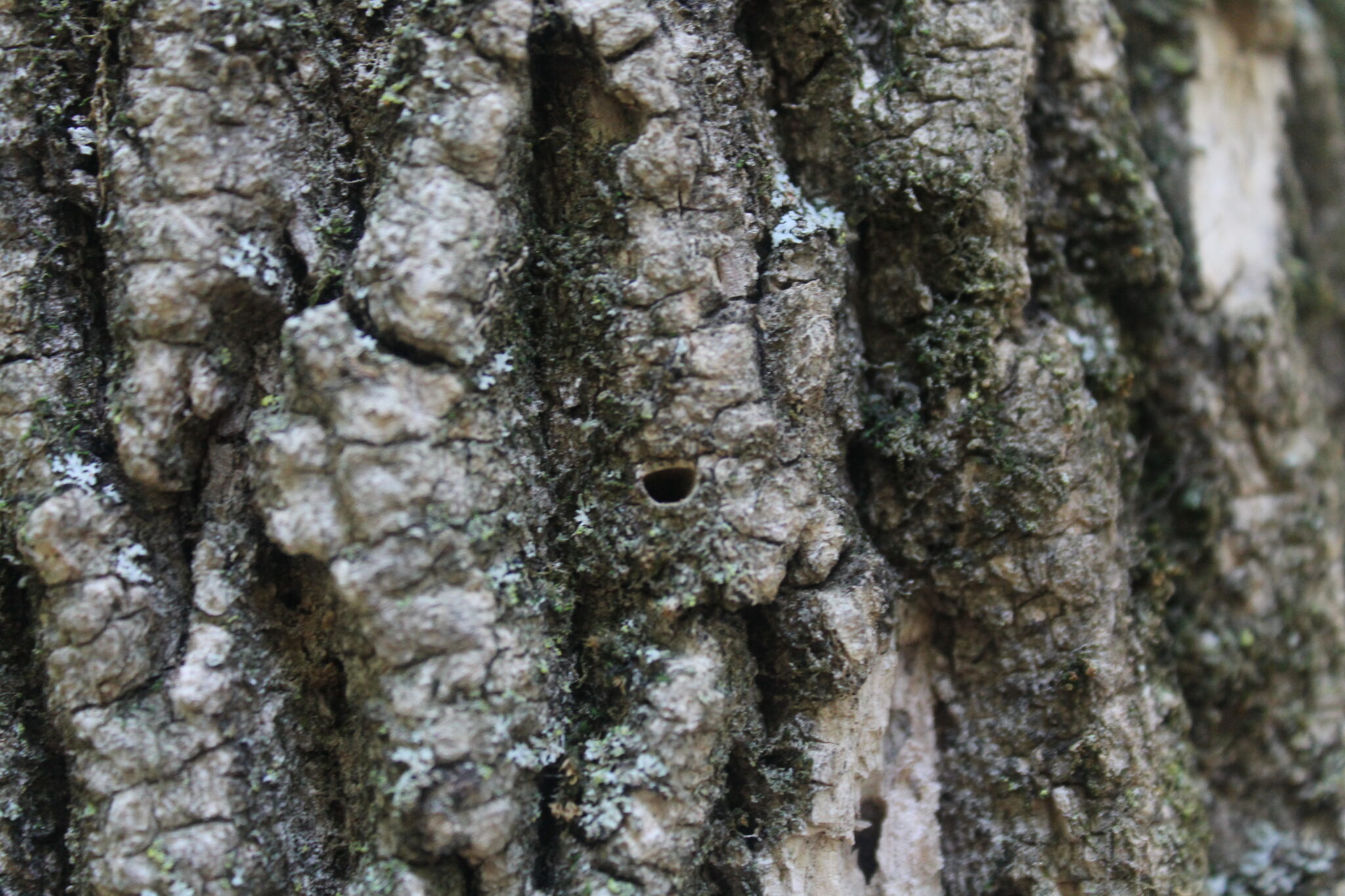 Emerald Ash Borer - Profile | Invasive Species Centre