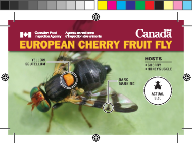 European Cherry Fruit Fly – Invasive Species Centre