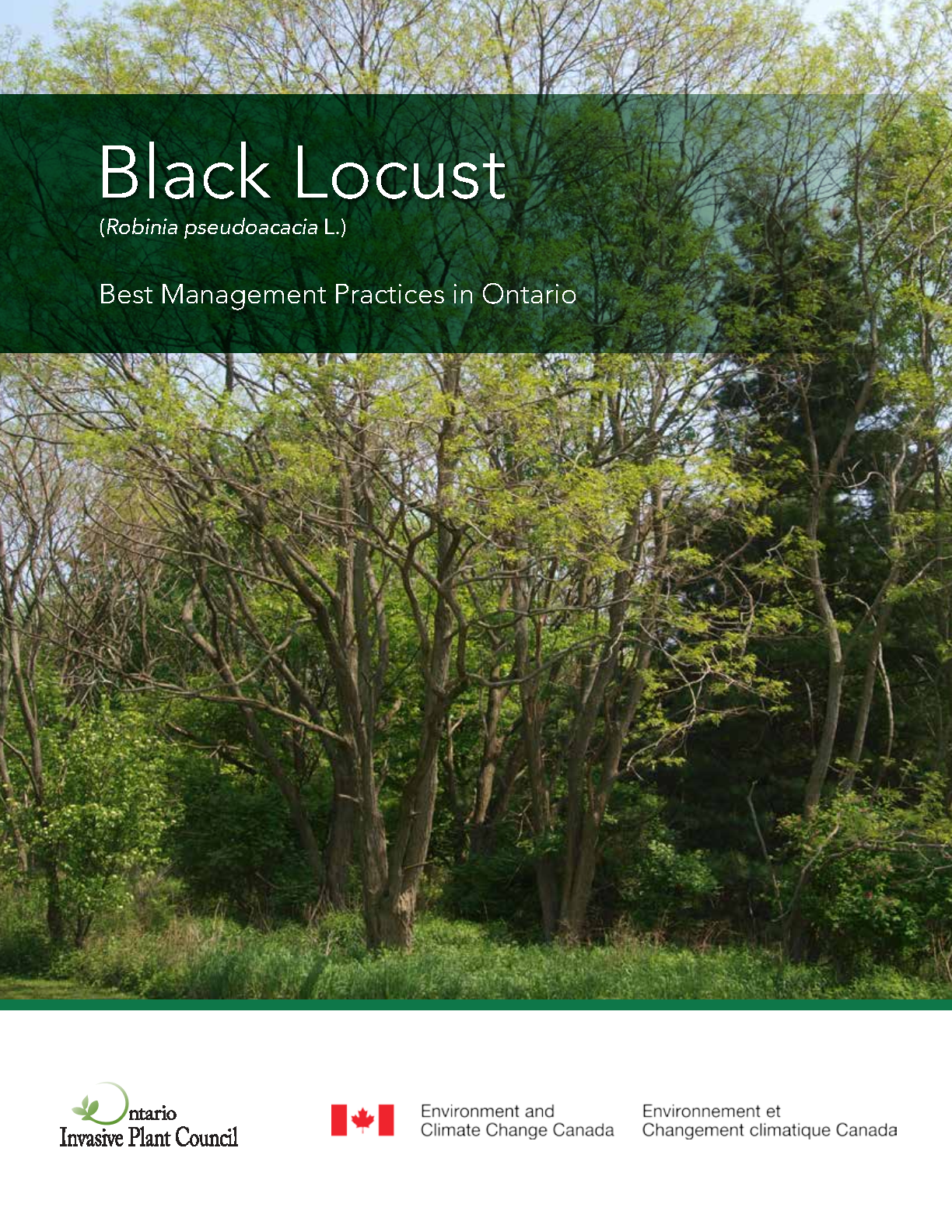 Black Locust – Invasive Species Centre