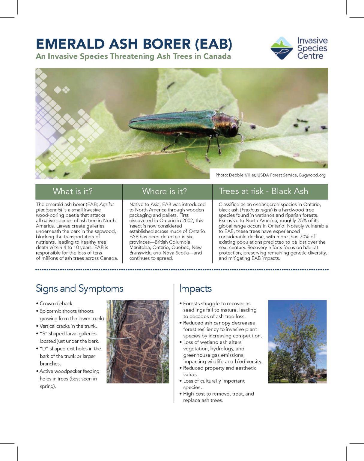 Emerald Ash Borer - Profile | Invasive Species Centre