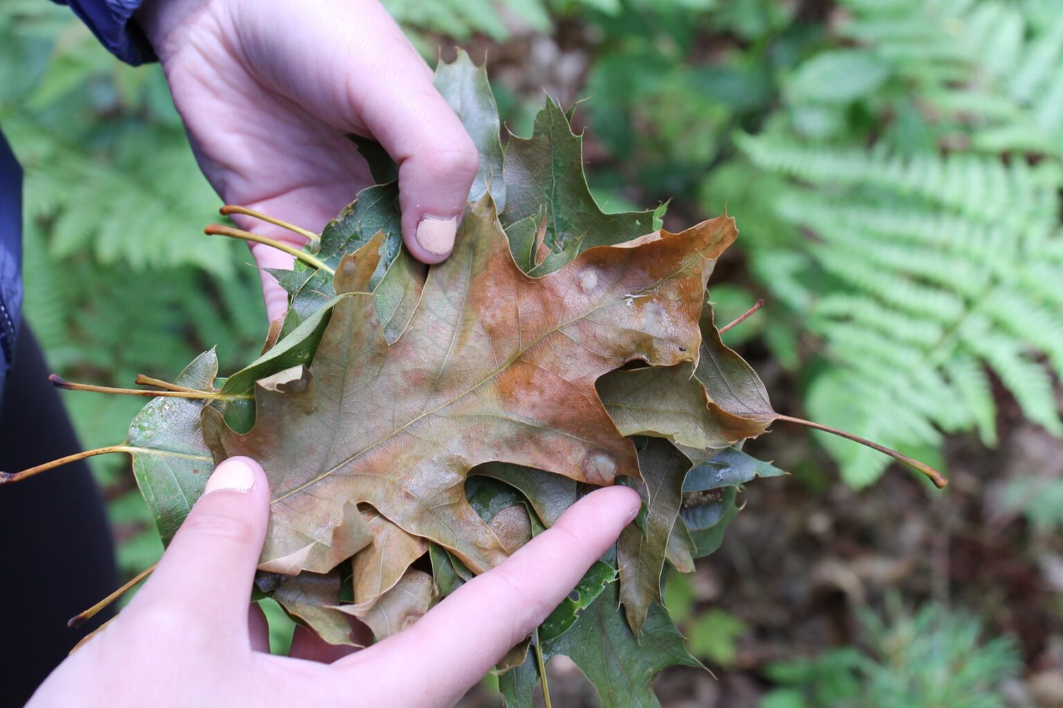 Protect oak trees: no pruning until November – Invasive Species Centre