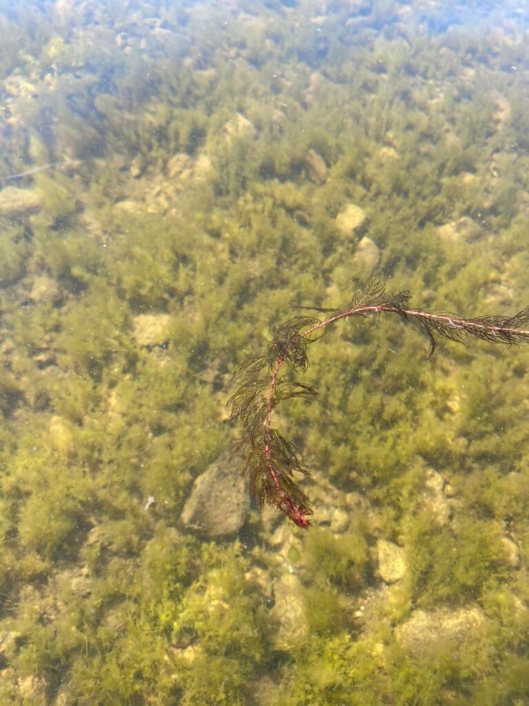 Eurasian Watermilfoil – Profile and Resources | Invasive Species Centre