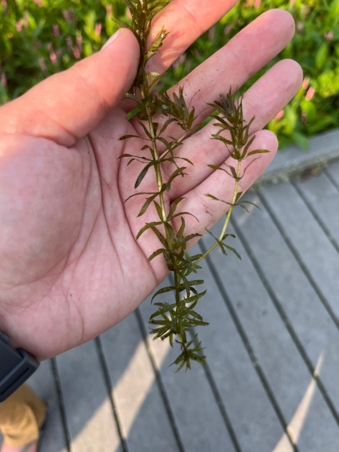 Hydrilla – Profile and Resources | Invasive Species Centre