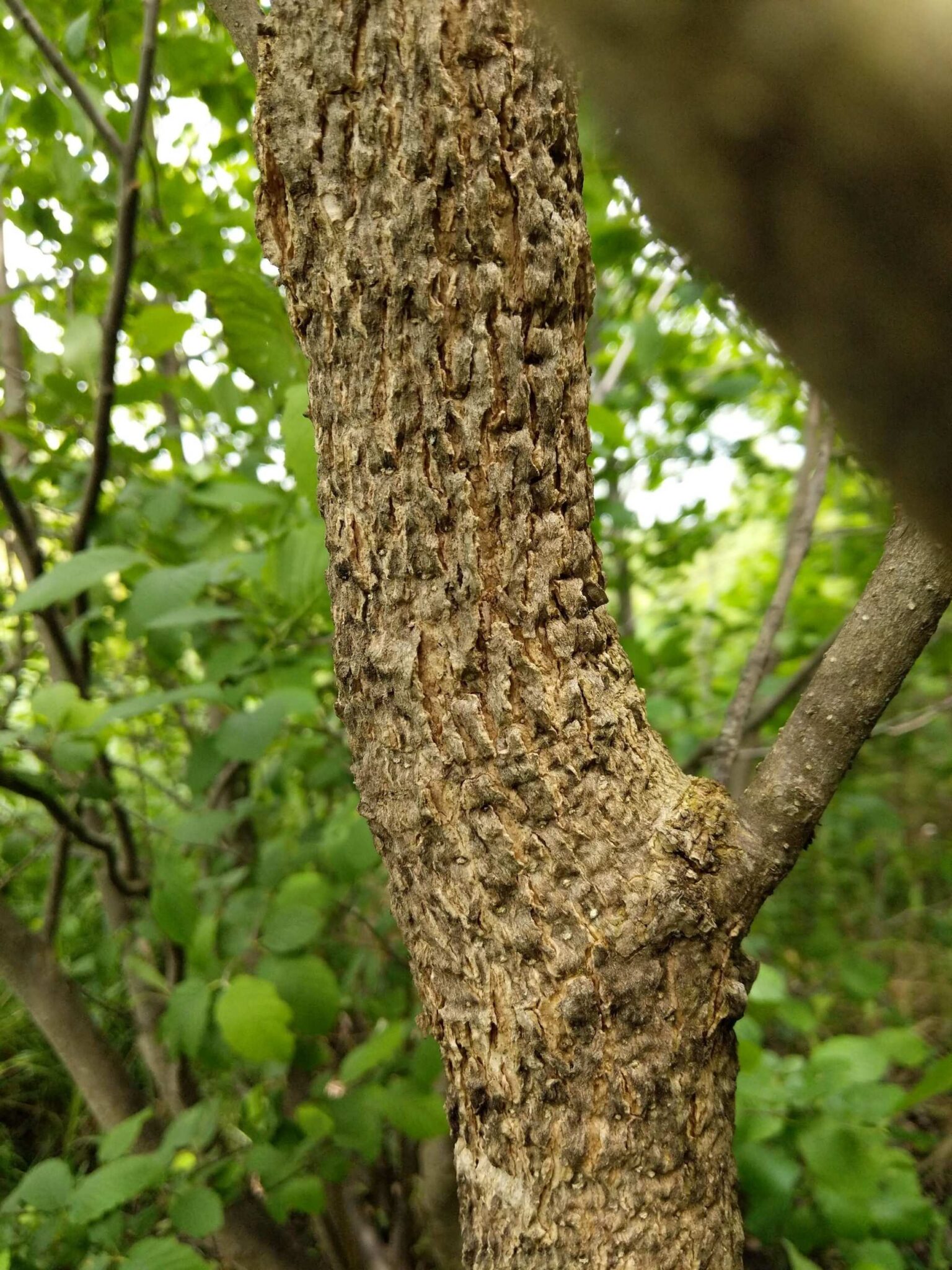 Black Ash Community Action Network – Invasive Species Centre